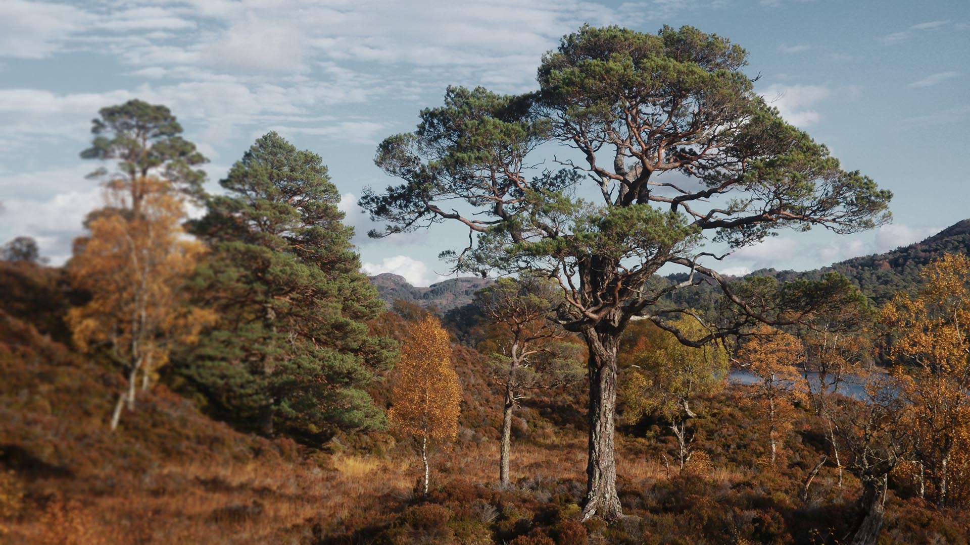 Scots pine facts and information | Trees for Life