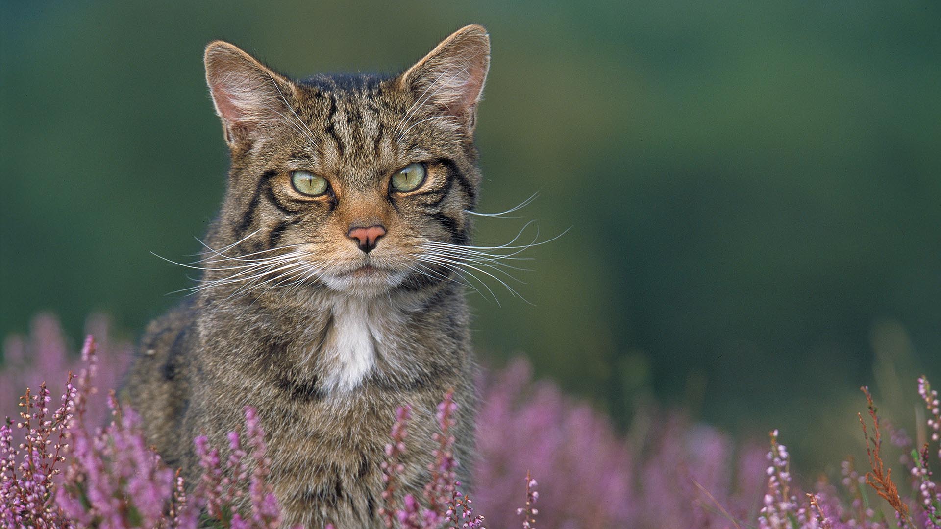 Scottish wildcat information | Trees for Life