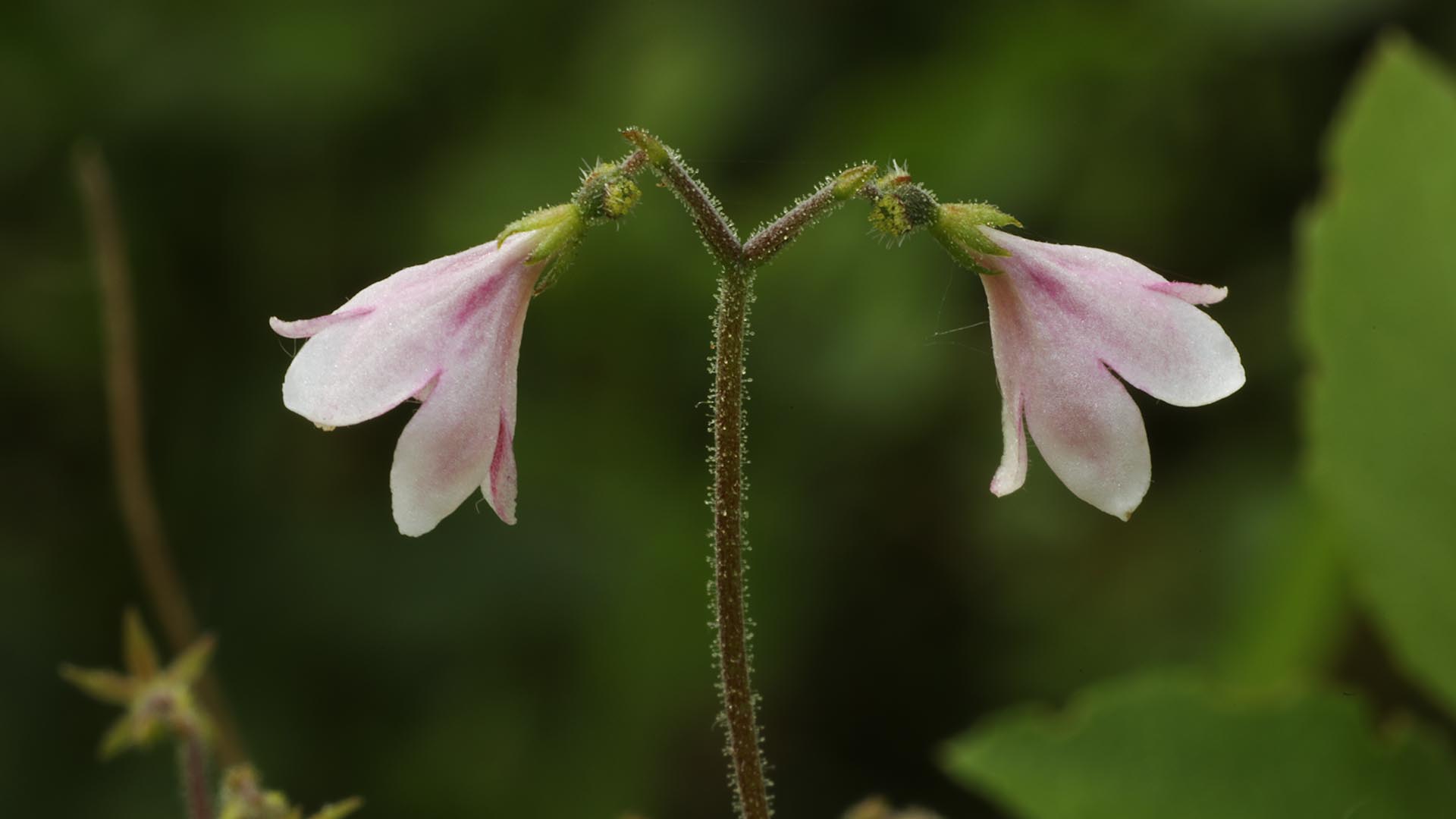 Twinflower facts and information | Trees for Life
