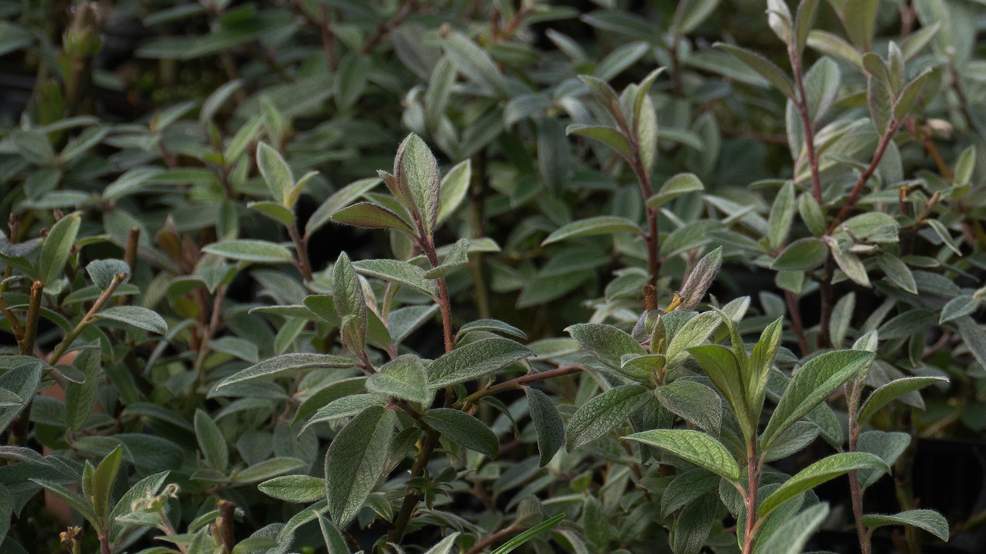 Willow tree facts and information | Trees for Life