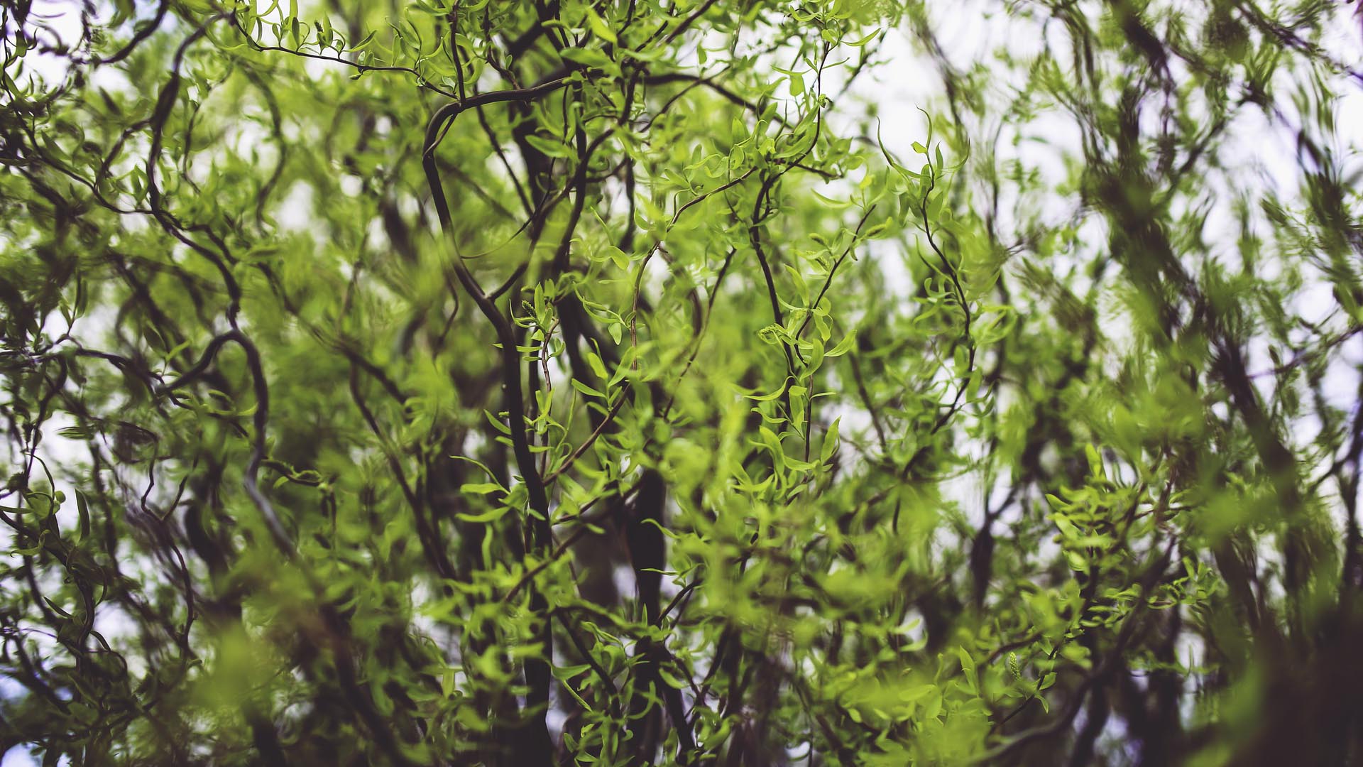 Willow tree mythology and folklore | Trees for Life