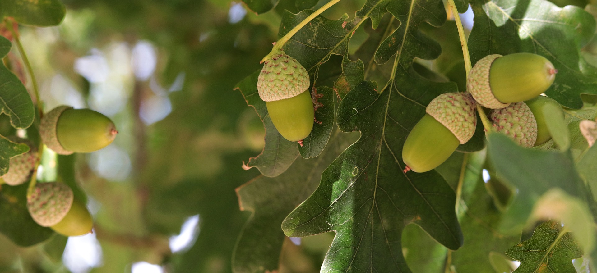 Oak facts and mythology | Trees for Life