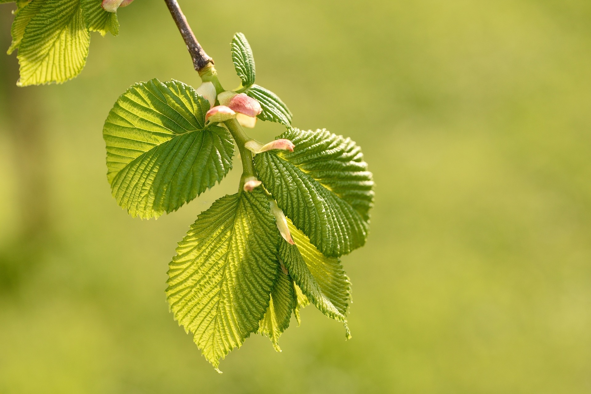Elm facts and mythology | Trees for Life