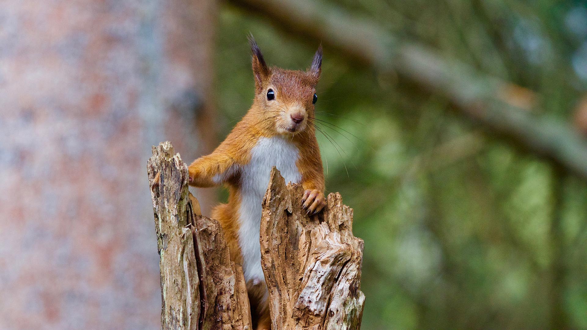 Red squirrel habitat and distribution