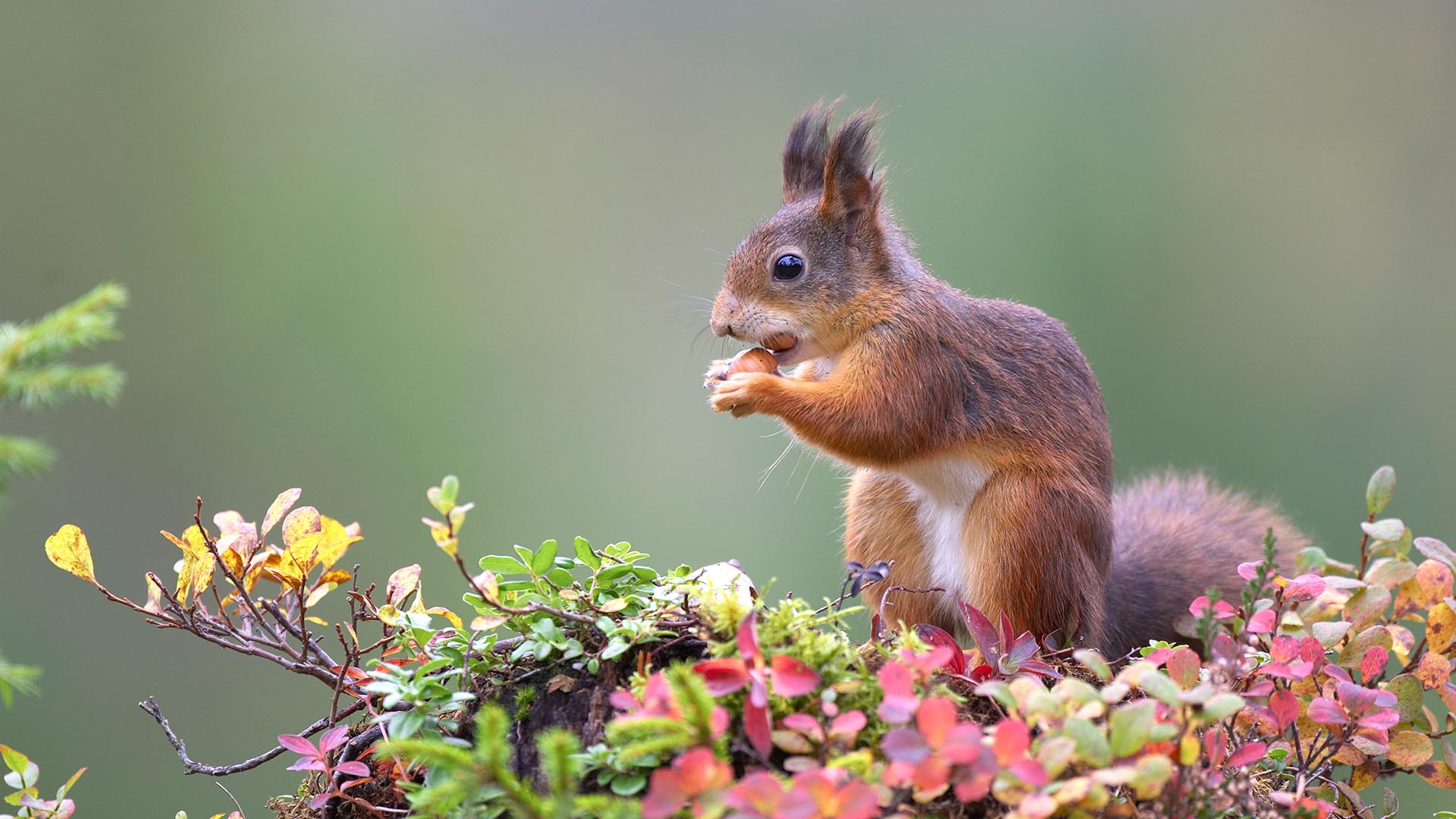 Red squirrel identification