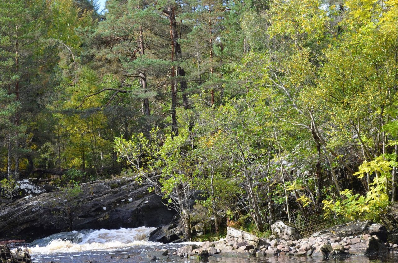 Rebecca Setchfield - Trees for Life