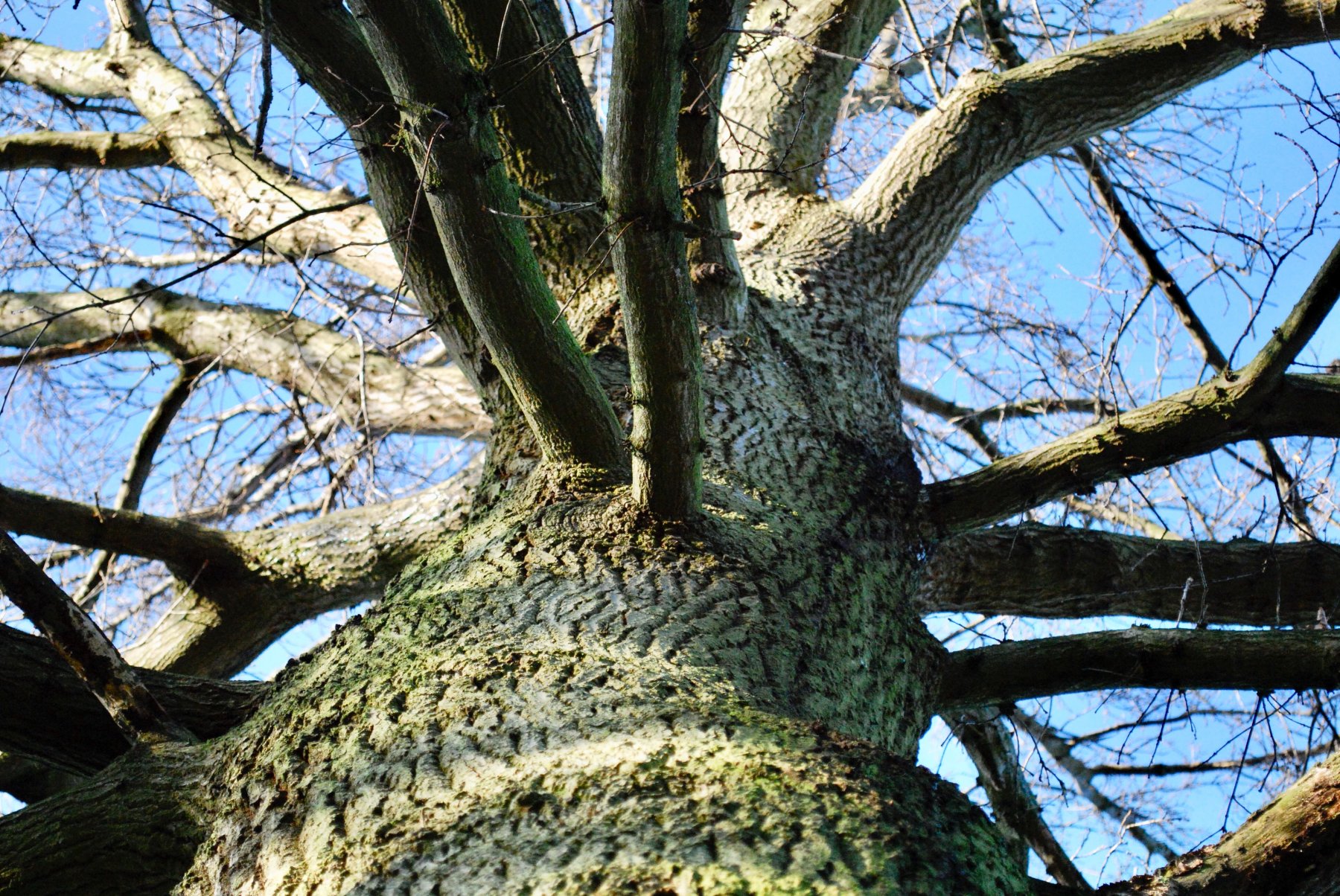 Liam Wrate - Trees for Life