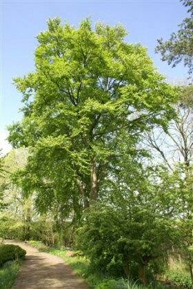 The Extended Inglis Family Grove - Trees for Life