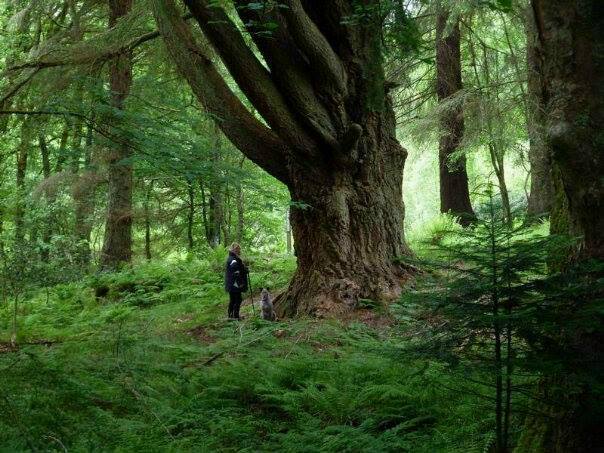 Rhona Forbes - Trees for Life