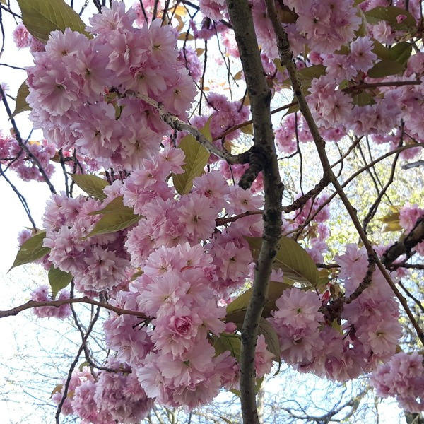 The Ritson family - Trees for Life