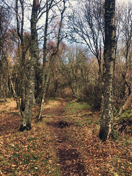 Richard & Gillian - Trees for Life