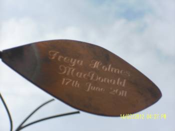 Freya Holmes - Macdonald - Trees for Life