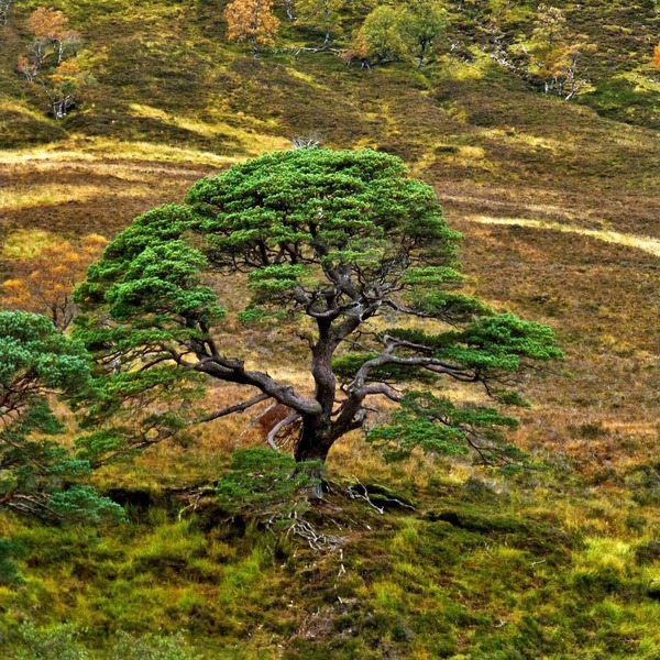 Sierra Howarth - Trees for Life