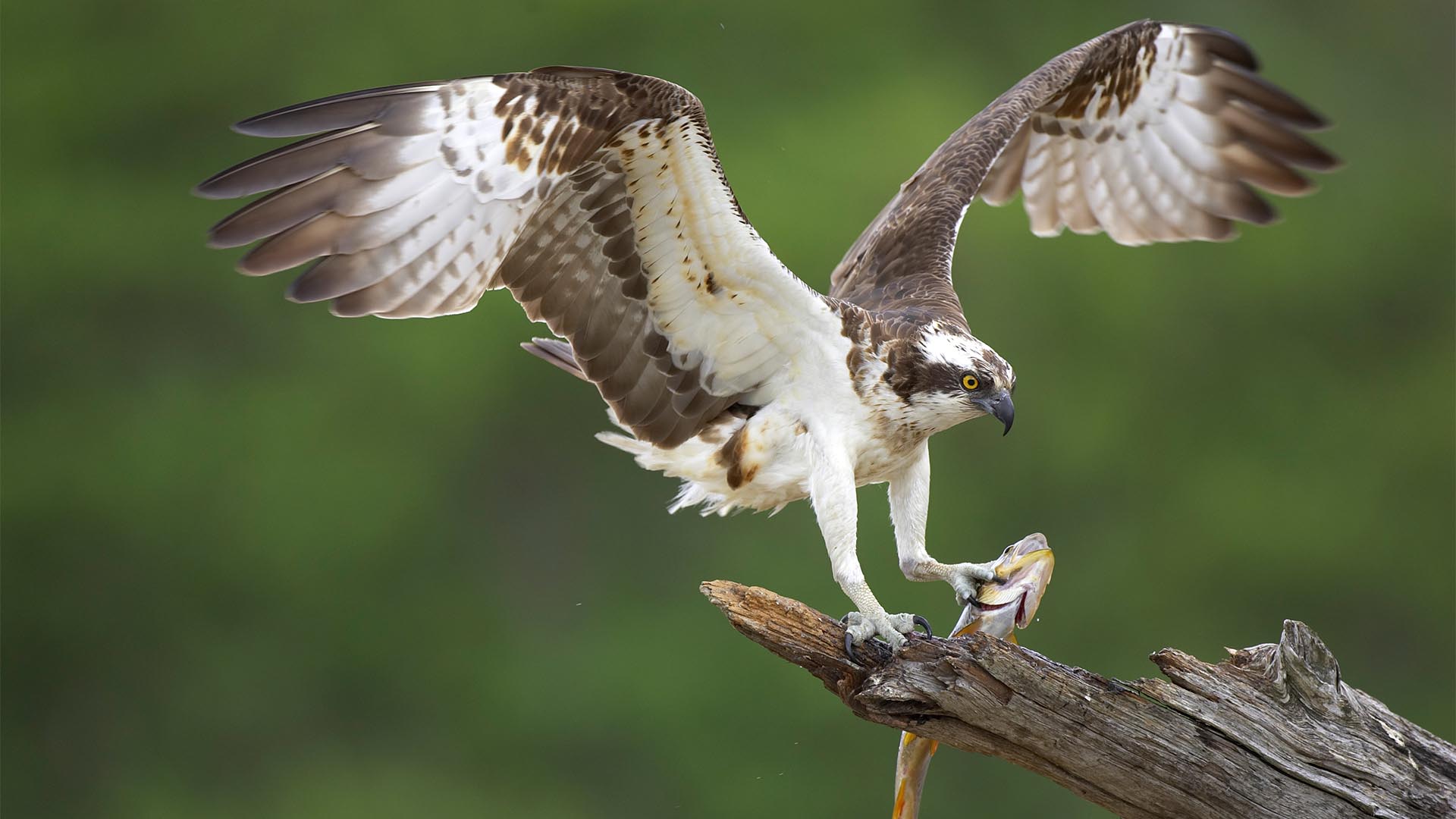 Osprey facts and information | Trees for Life