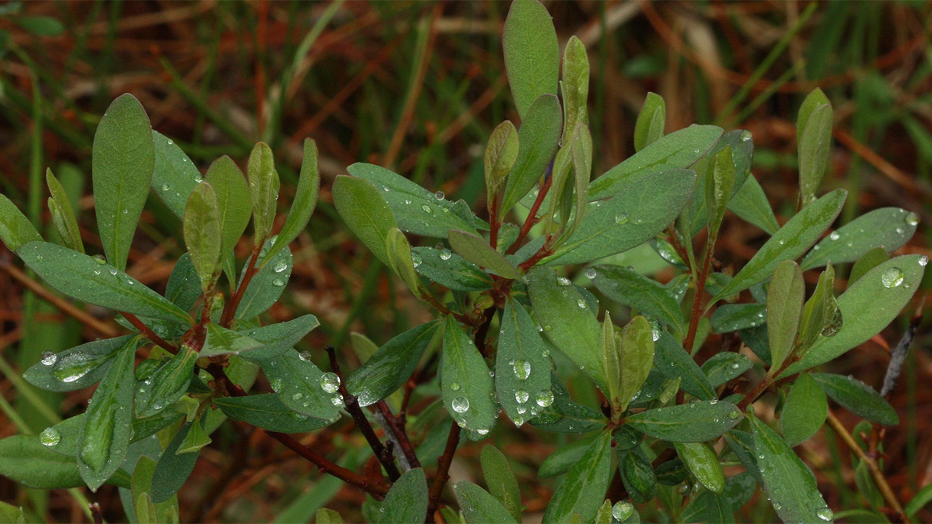 Bog myrtle facts and information | Trees for Life