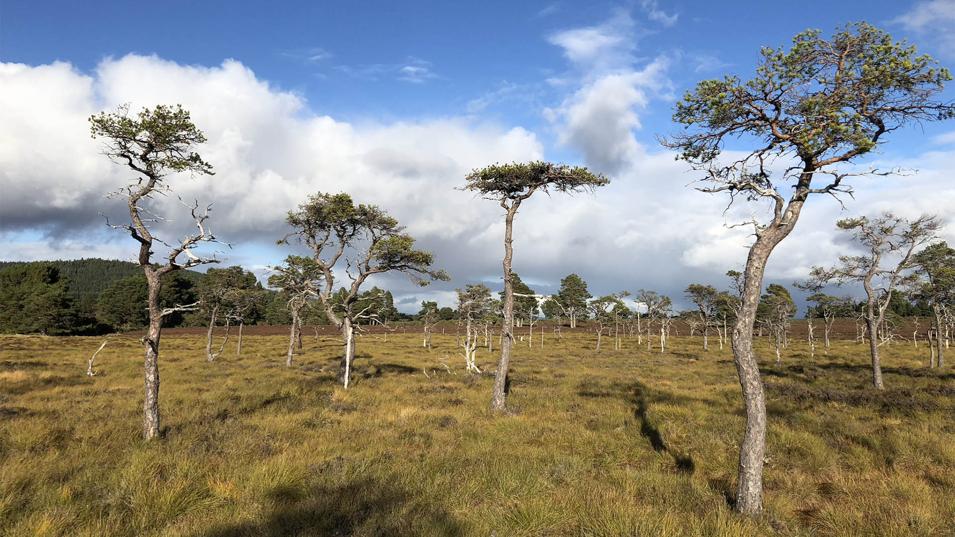 Bog woodland in the Caledonian Forest | Trees for Life