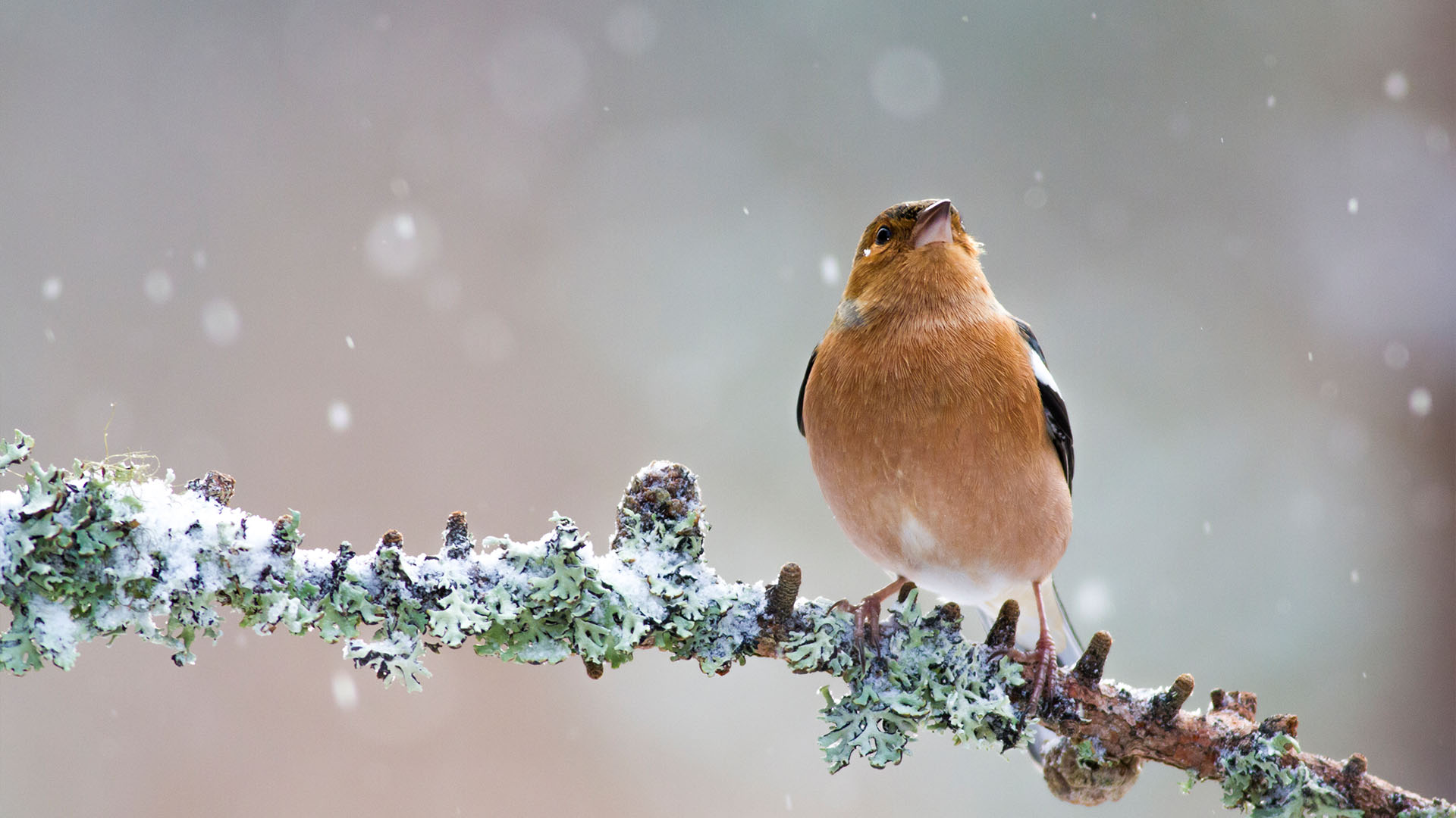 Chaffinch facts and information | Trees for Life