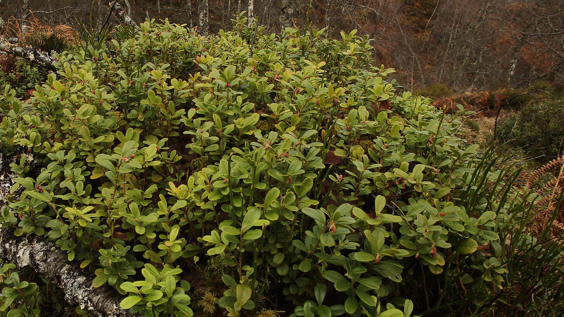 Cowberry facts and information | Trees for Life