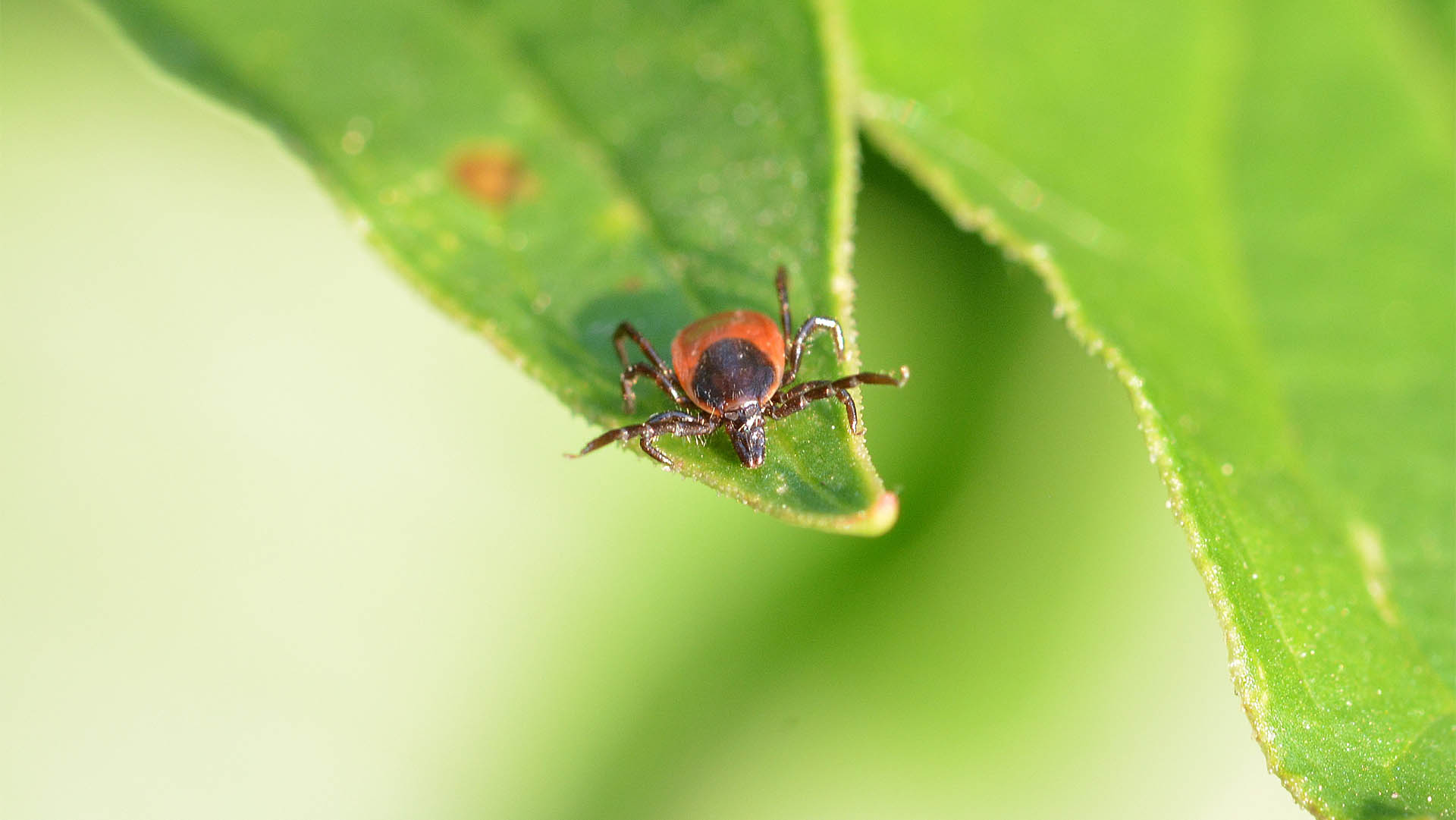 Deer tick facts and information | Trees for Life