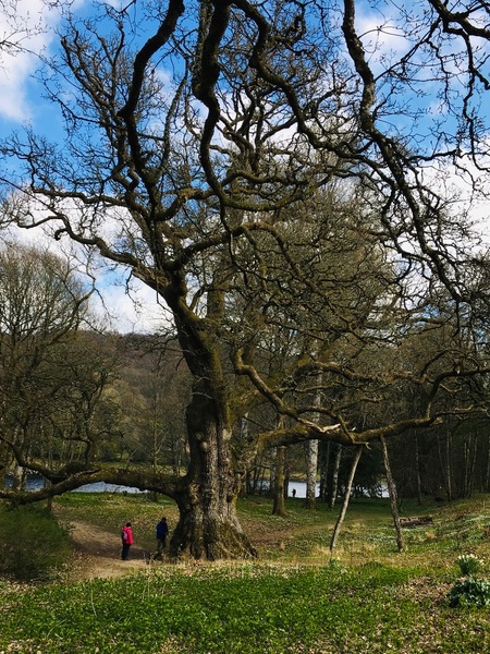 Sheila Dale-Pimentil - Trees for Life