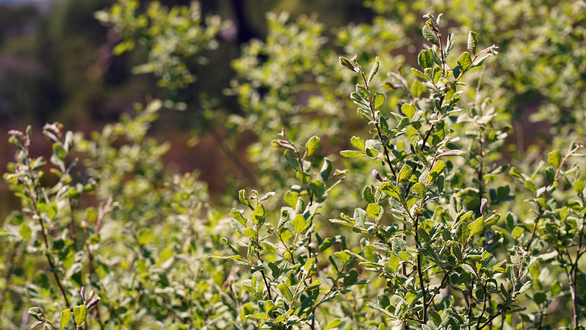 Eared willow facts and information | Trees for Life