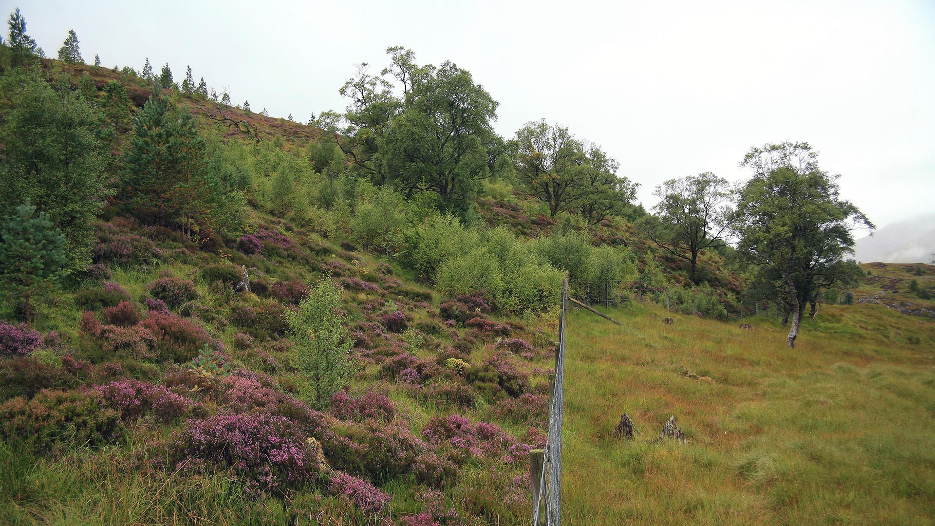 Overgrazing in Scotland | Trees for Life