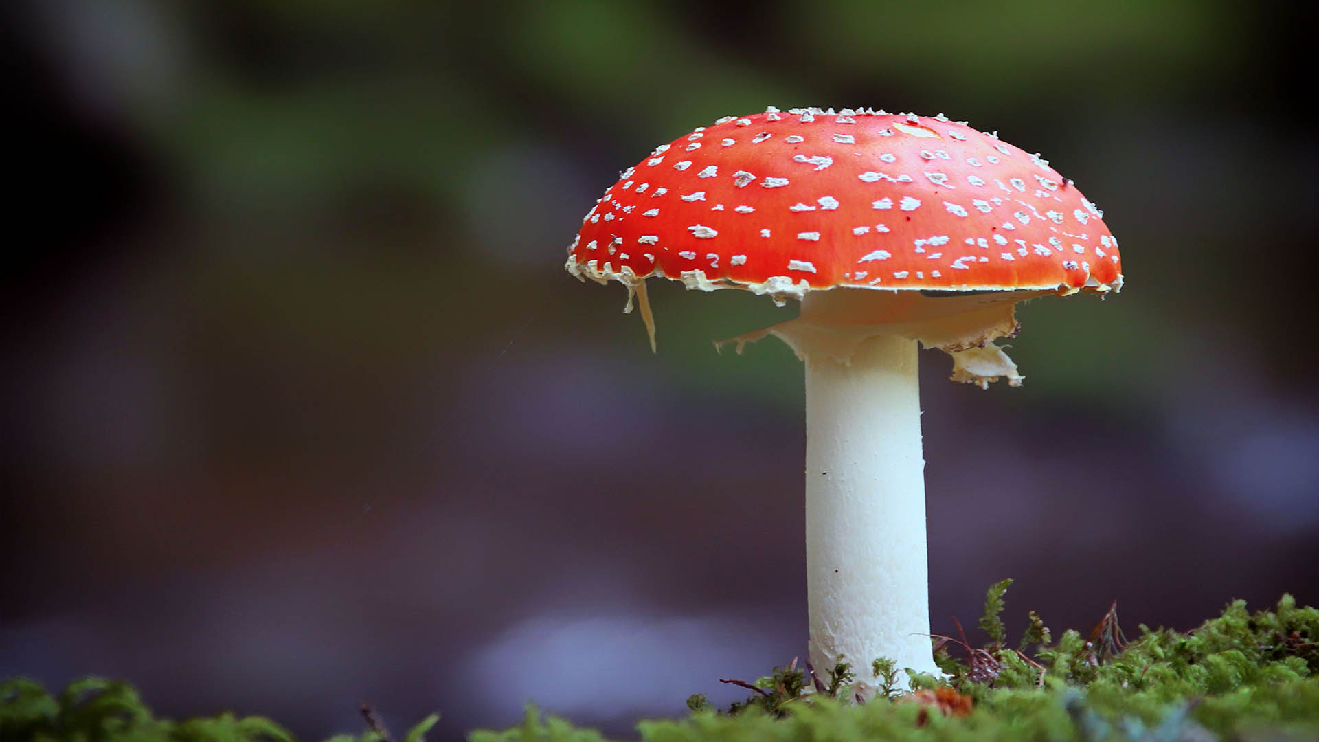 Fly agaric facts and mythology | Trees for Life