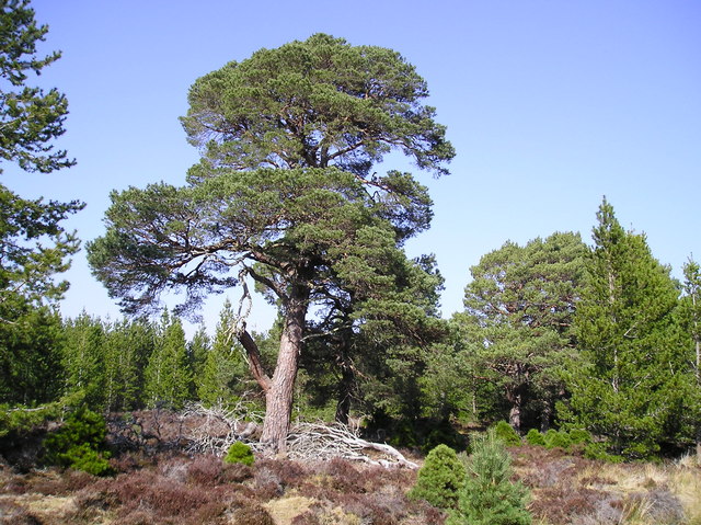 Thomas Setchfield - Trees for Life