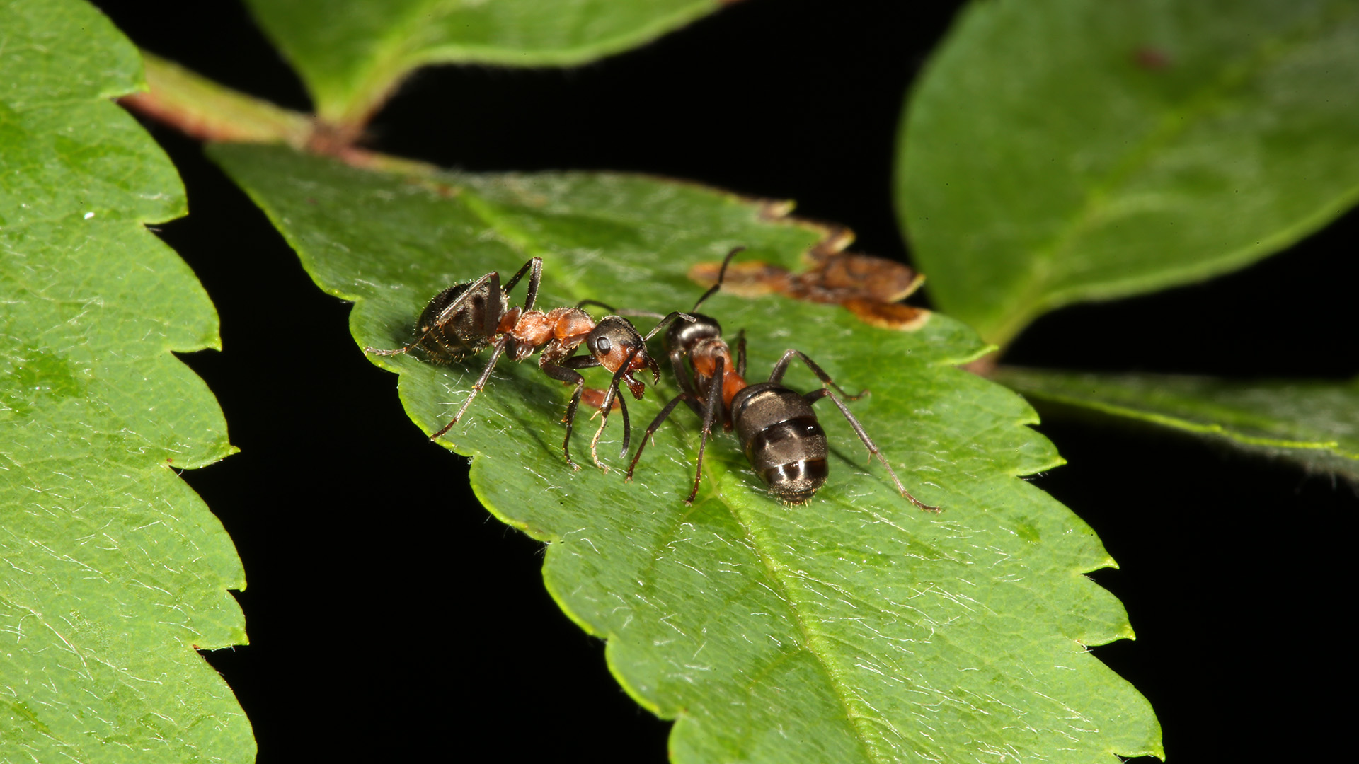 Wood ant facts and information | Trees for Life