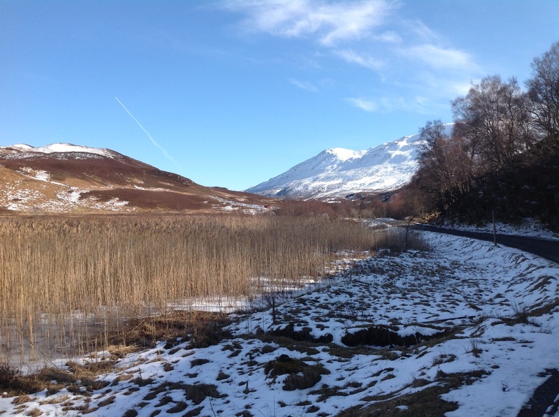 The Thomson and Cameron Family Grove - Trees for Life