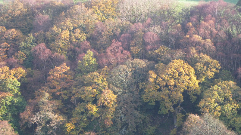 Friends and family of Mark Hewitt - Trees for Life