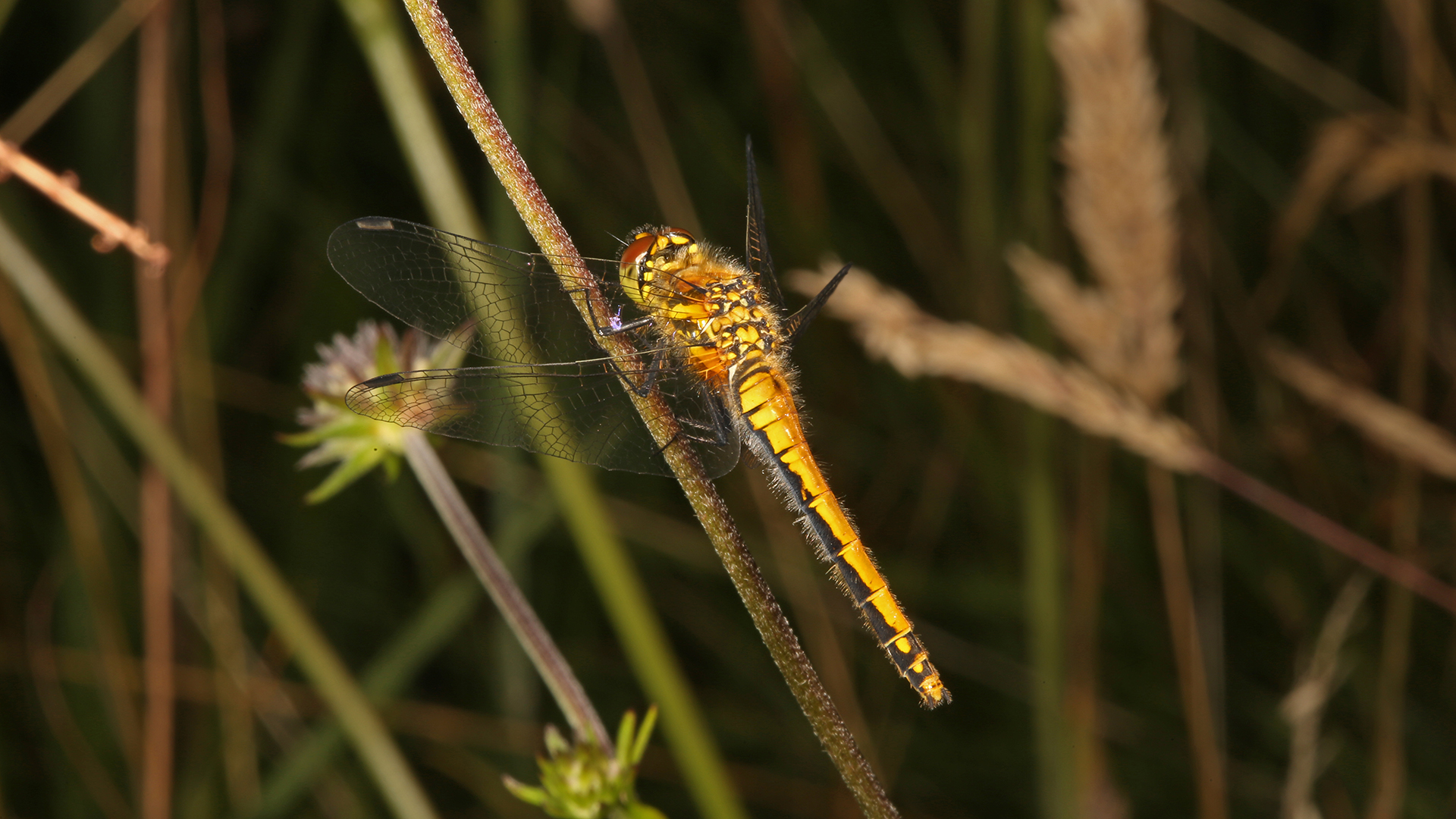Black darter dragonfly facts and information | Trees for Life