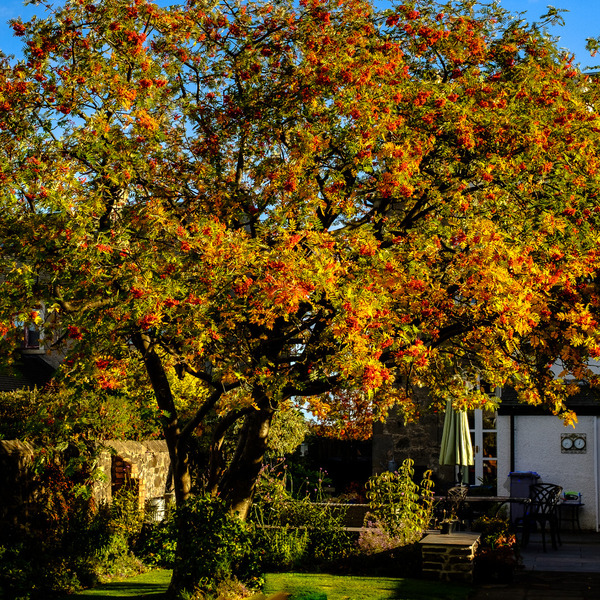 Our family - Trees for Life