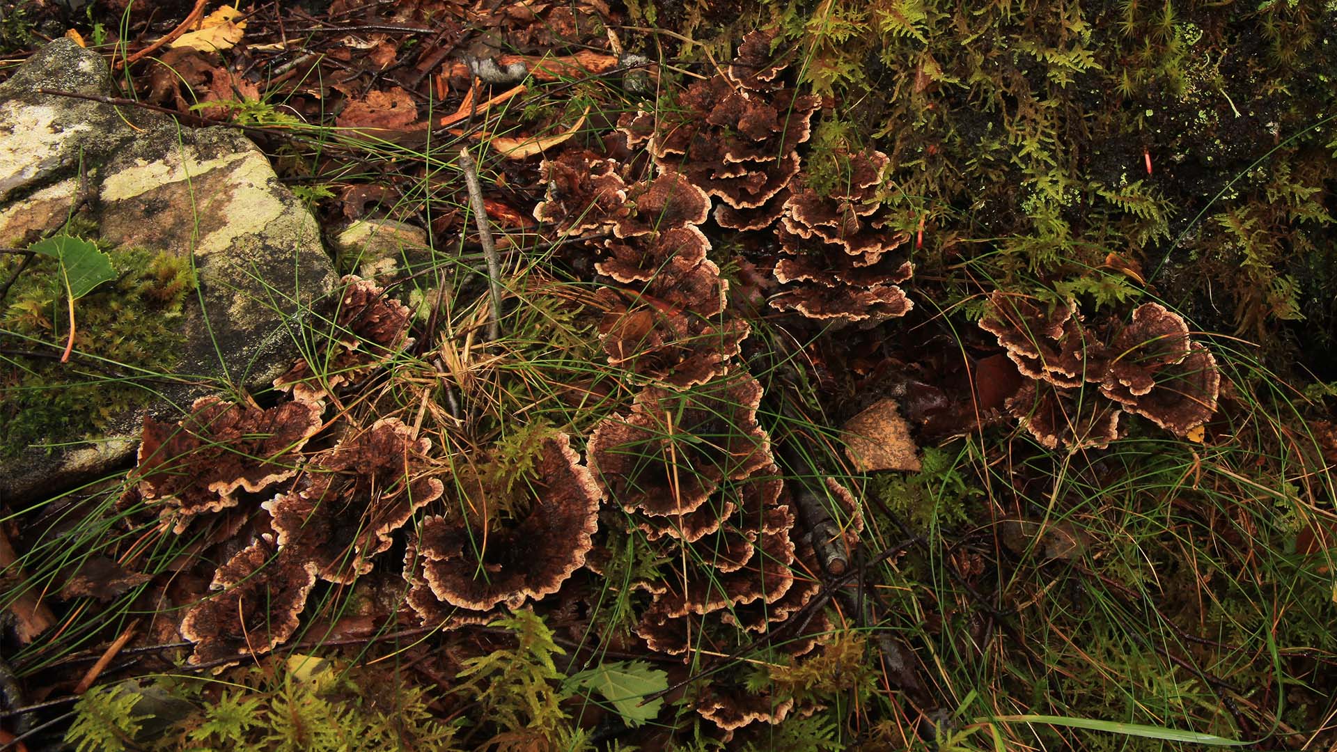 Pinewood tooth fungi facts | Trees for Life
