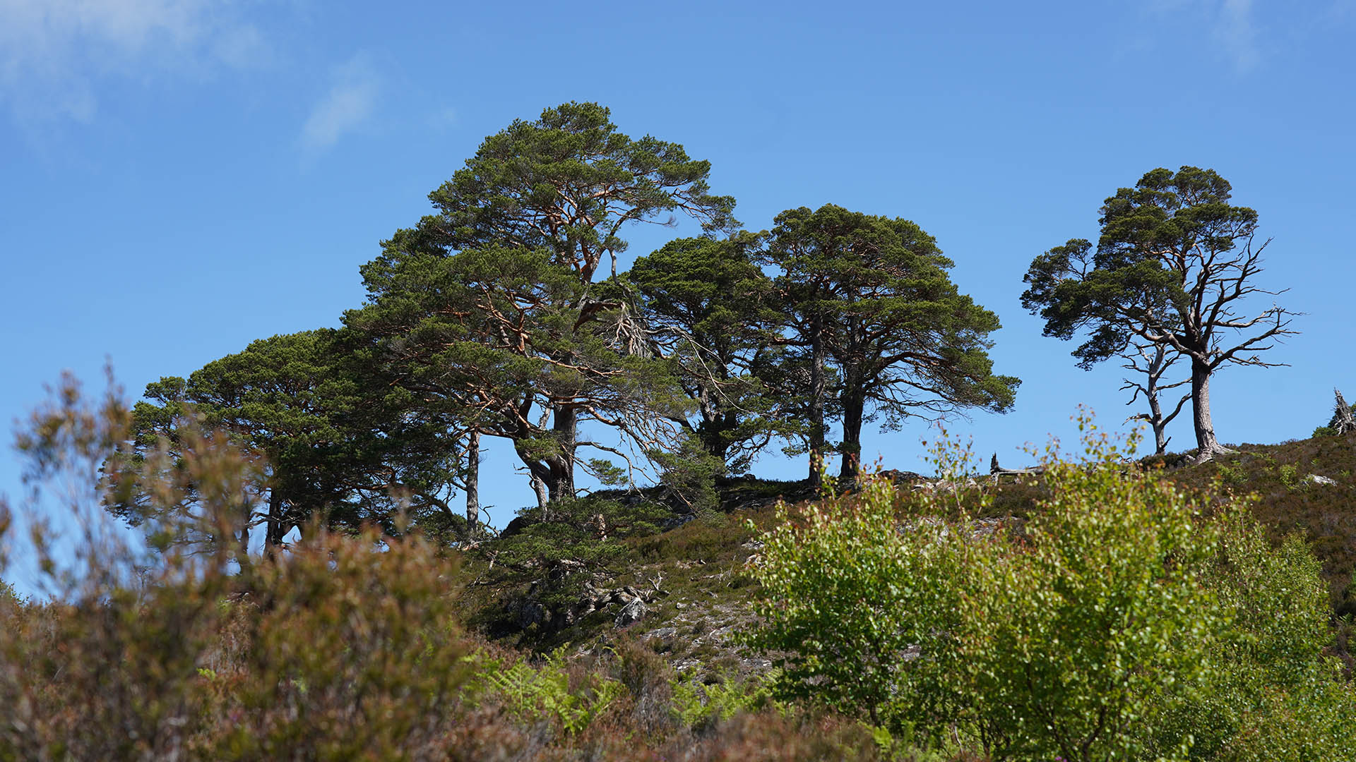 The Caledonian Pinewoods | Trees for Life