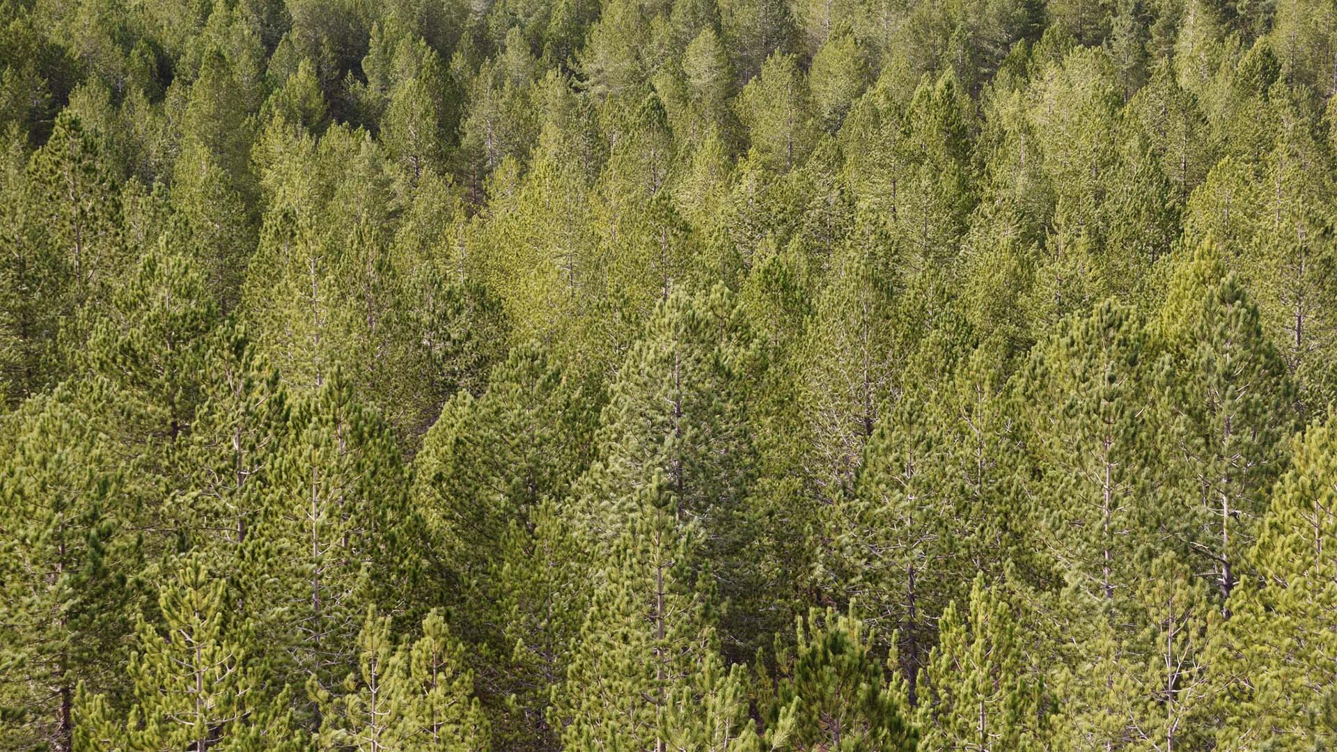 Non-native Scottish species | Trees for Life