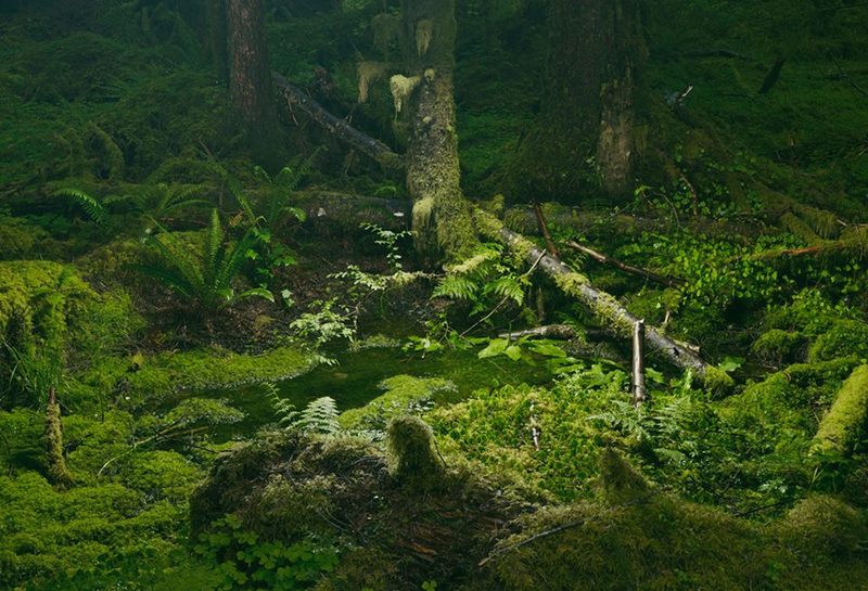 These trees are planted as a family grove in the peaceful forests of ...