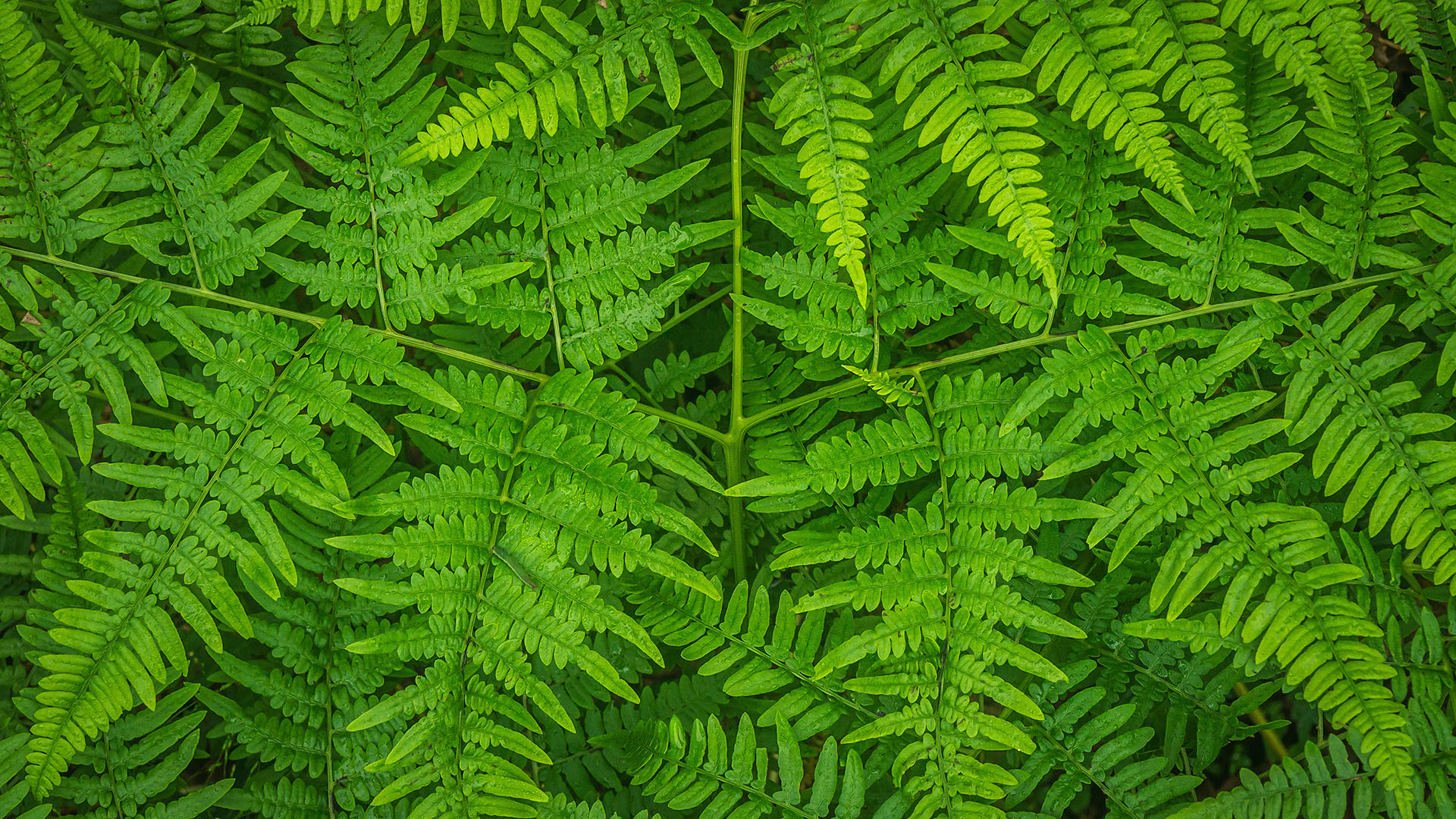 Bracken facts and information | Trees for Life