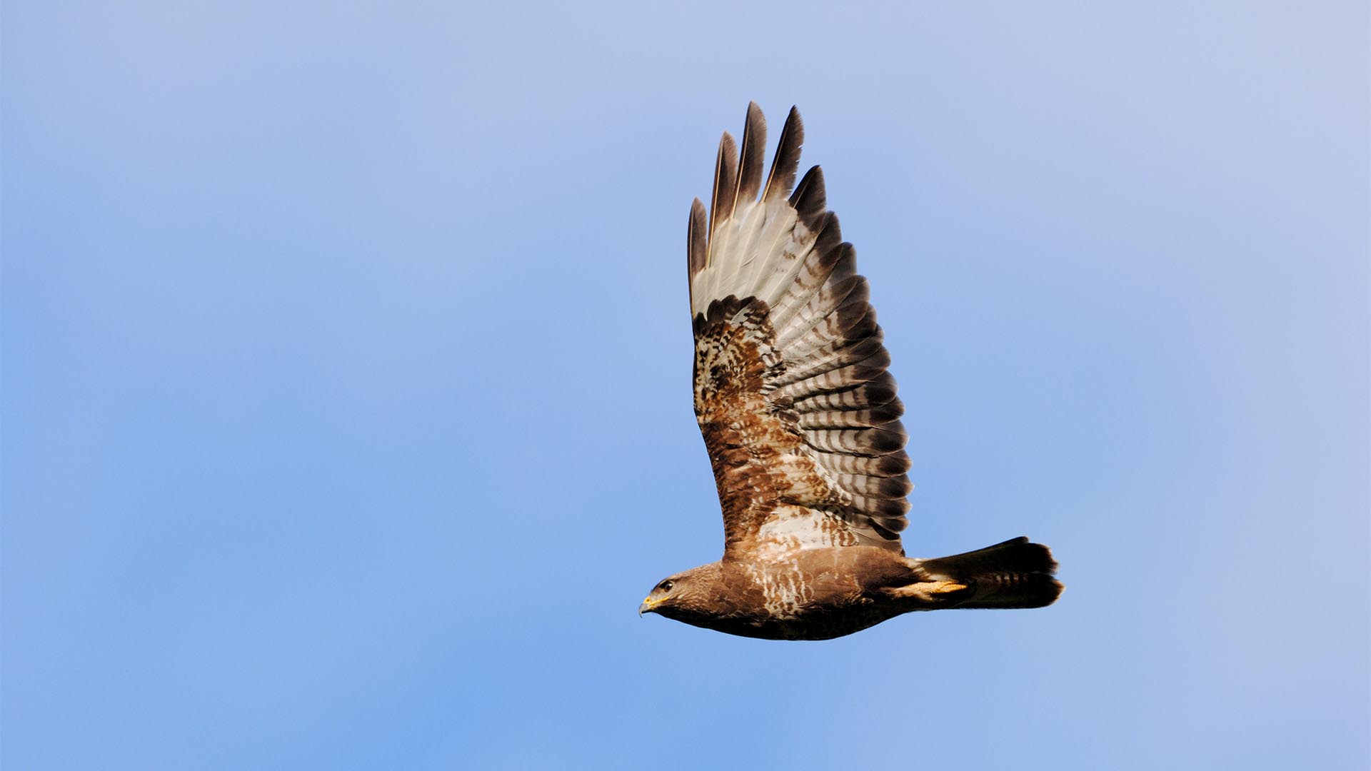 Common buzzard facts and information | Trees for Life