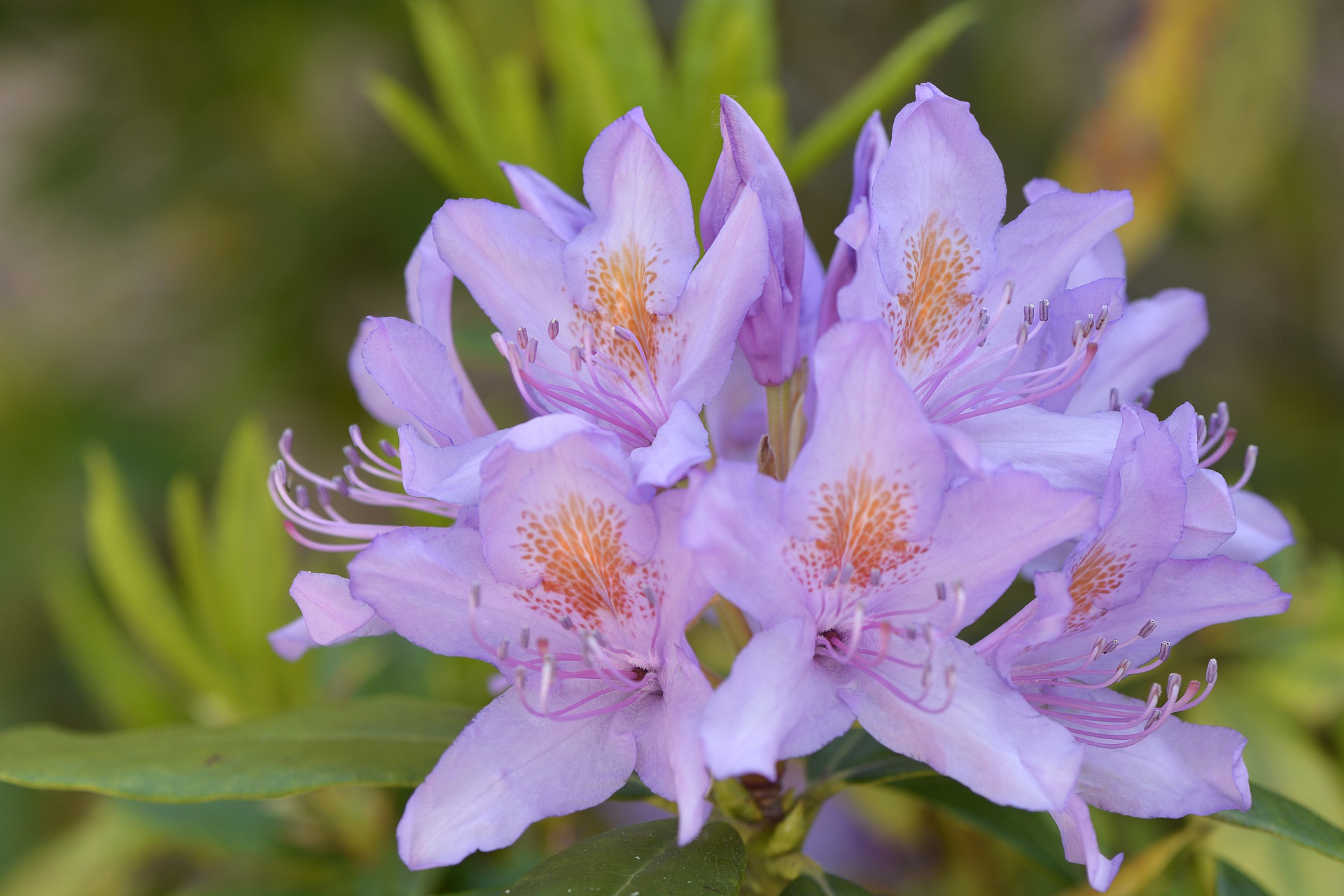 Rhododendron control in Scotland | Trees for Life