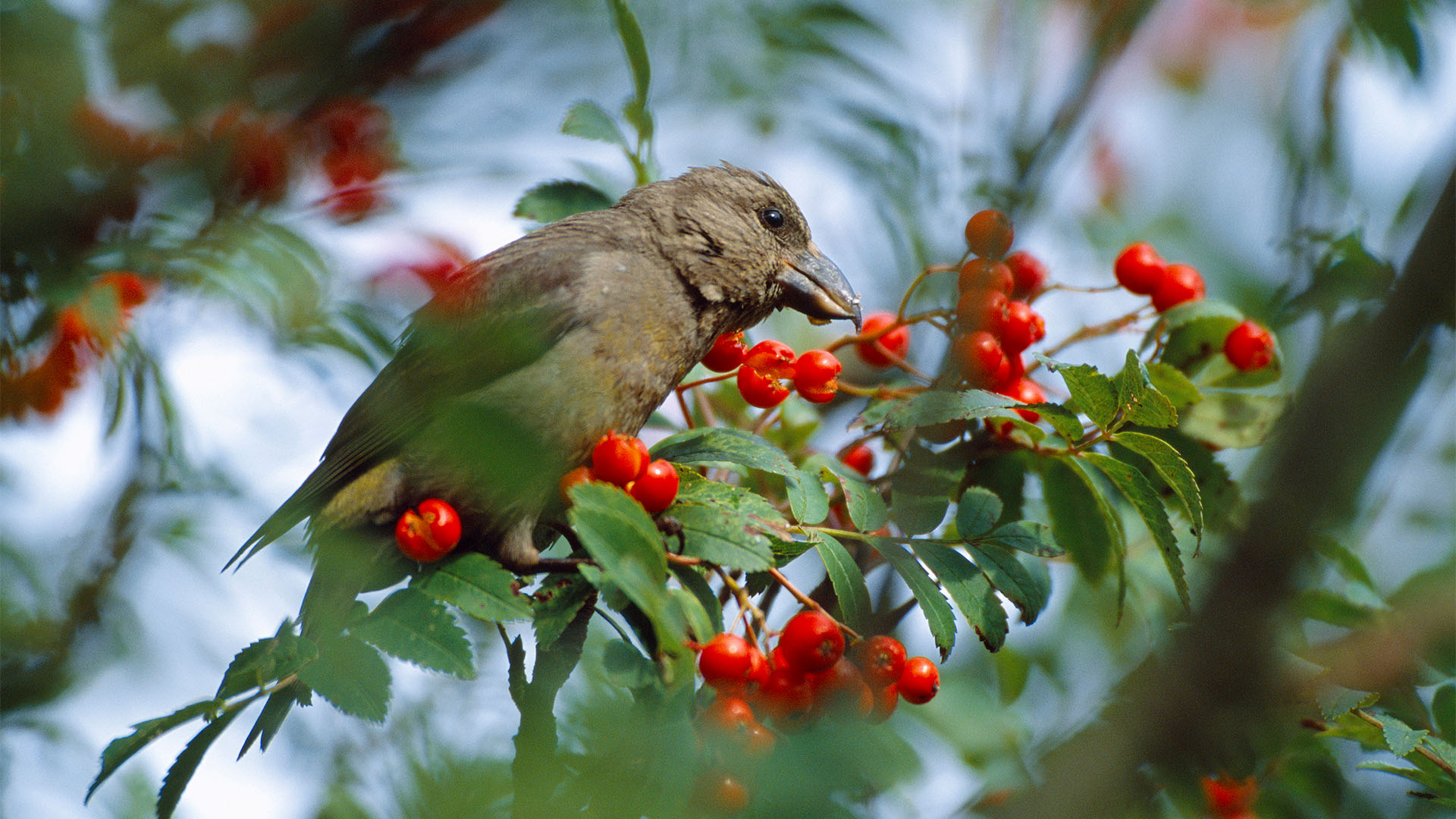 Scottish crossbill information | Trees for Life