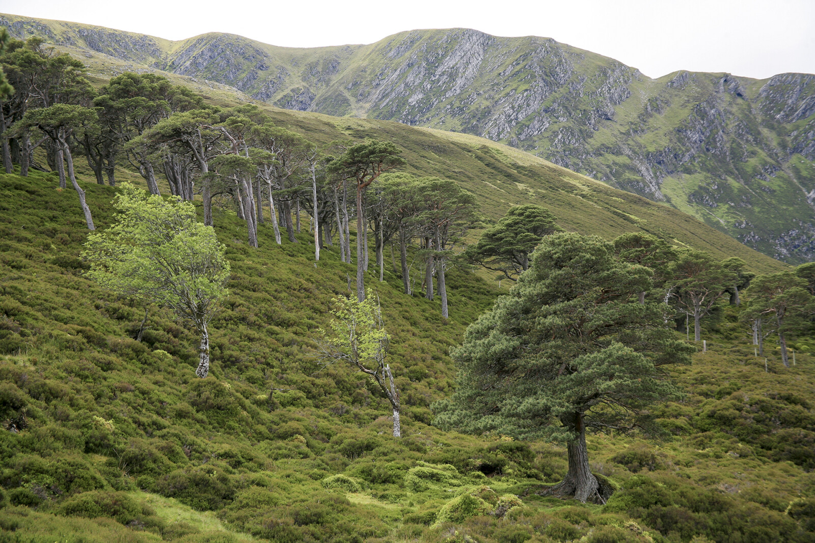 Pinewood Landscapes - Trees for Life