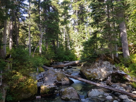 Simmonds Family - Trees for Life