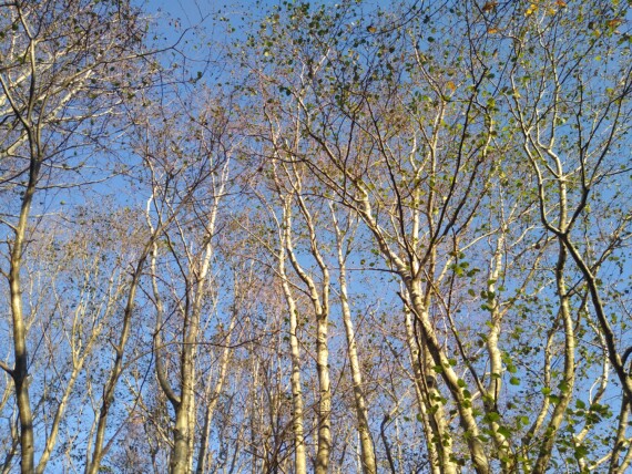 Ben's Grove - Trees for Life