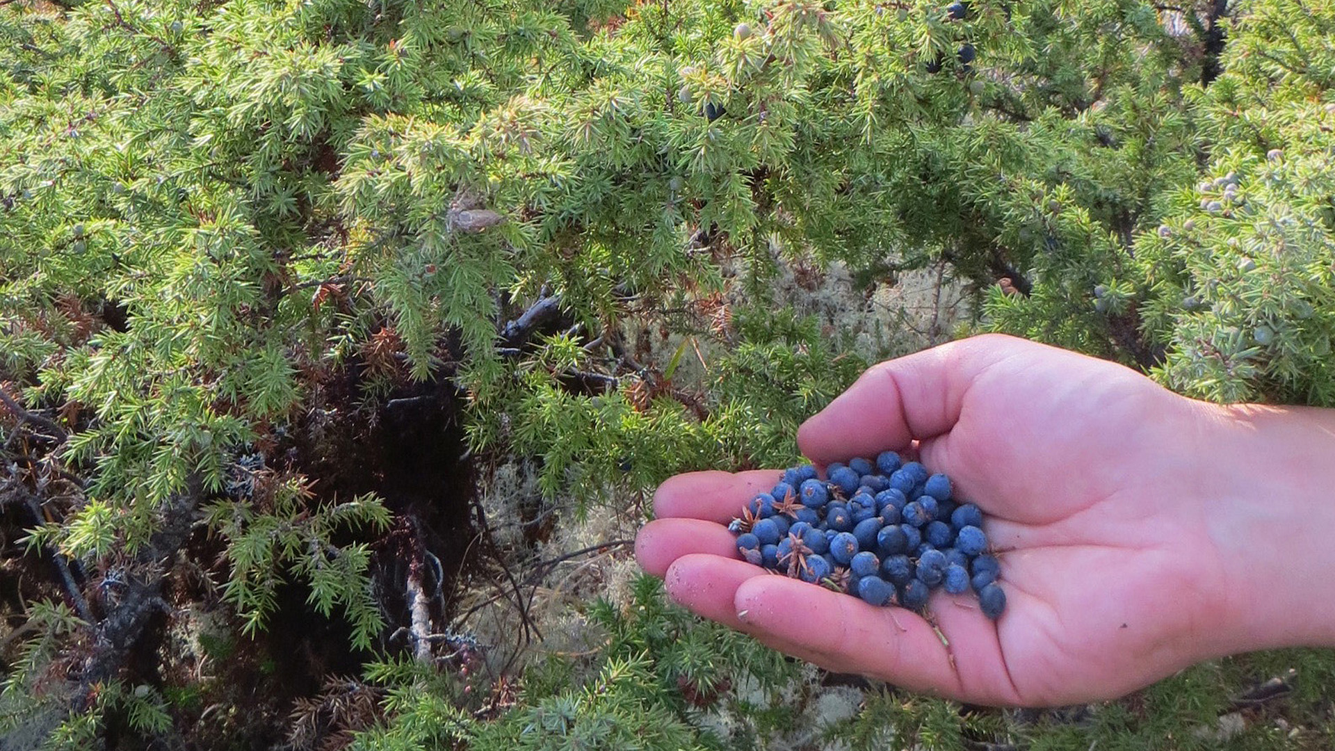 Trees for Life has collected over 1,000,000 tree seeds from the North ...