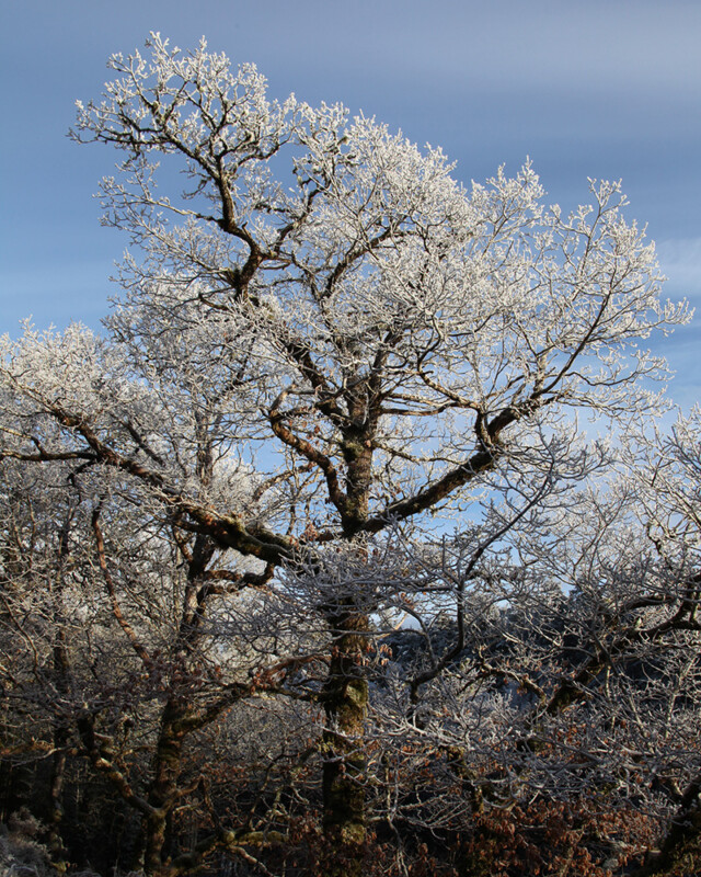 How well do you know your trees? - Trees for Life