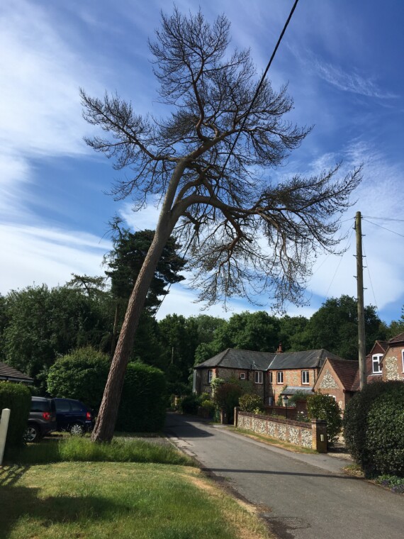 T3/T4 - Trees for Life