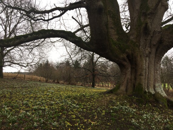 The Dryburgh Family Grove - Trees for Life