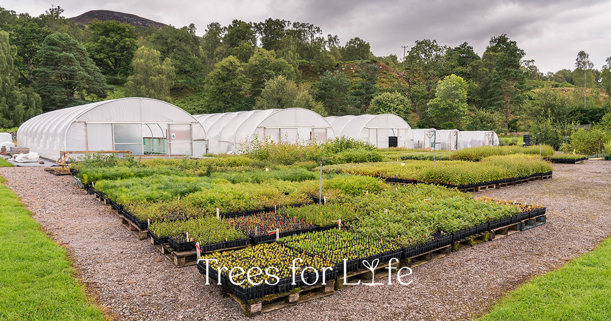 Plant a grove of trees | Trees for Life