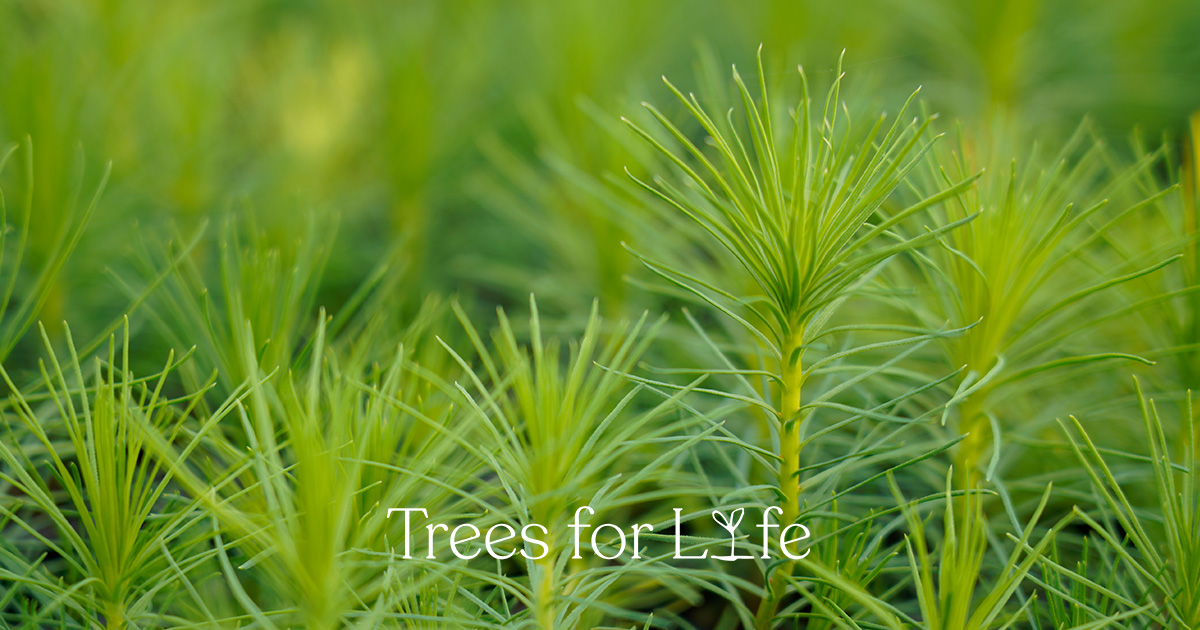 Plant a tree | Trees for Life